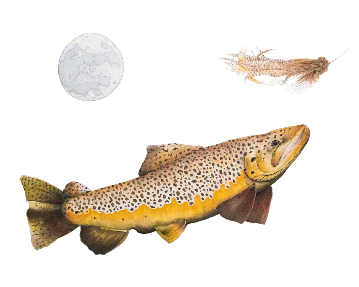 VIRTUAL: Illustration with Pen and Marker: Endangered Species - Archive ...